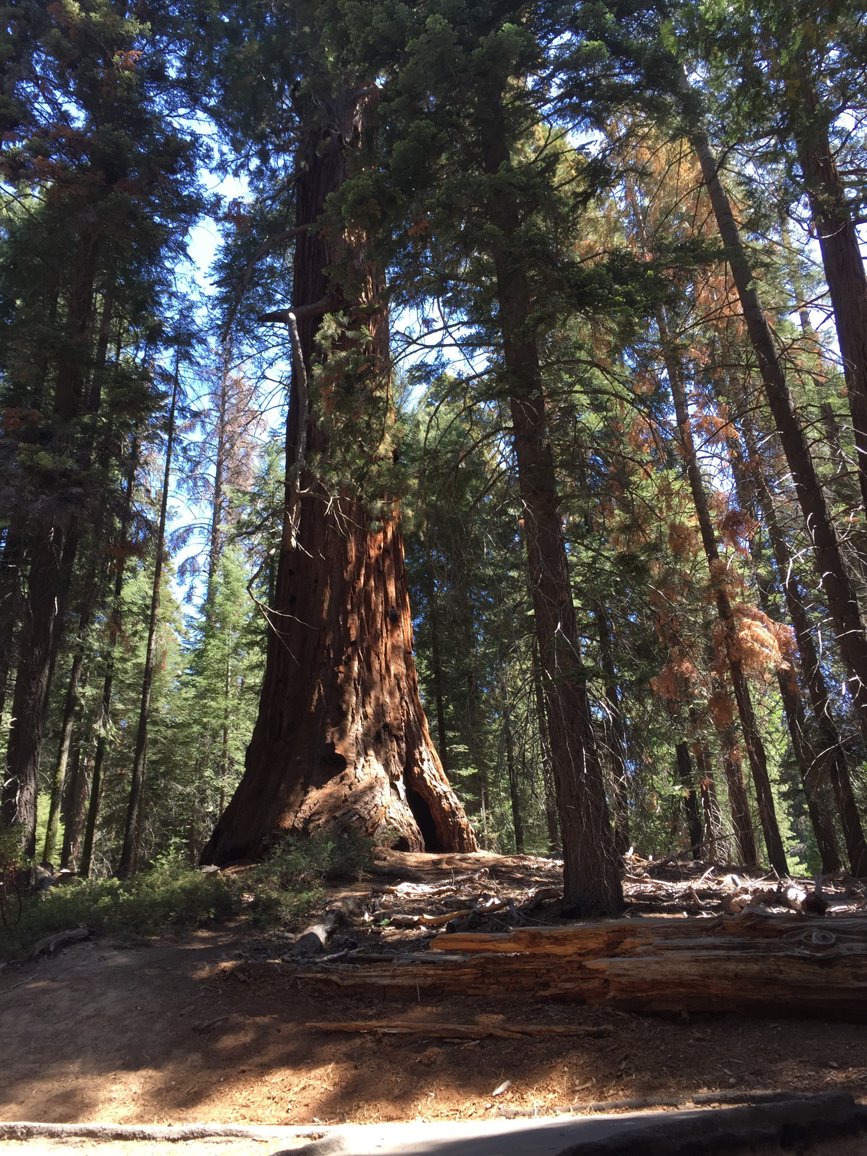 Walk Through The Sequoias on The Trail of 100 Giants - Those Someday Goals