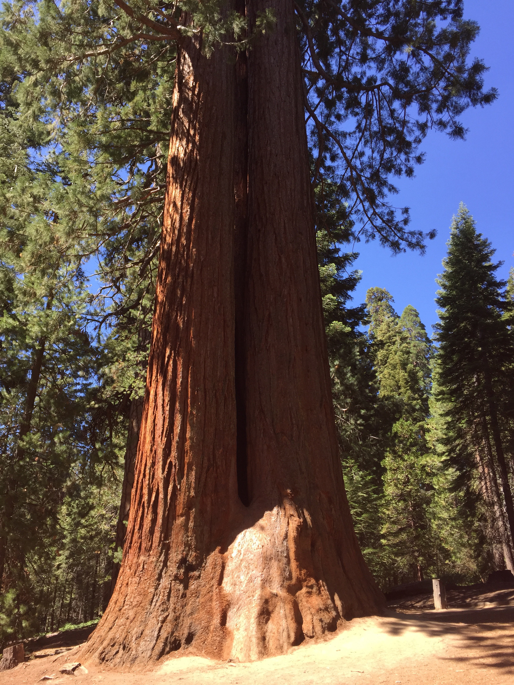 Walk Through The Sequoias on The Trail of 100 Giants - Those Someday Goals