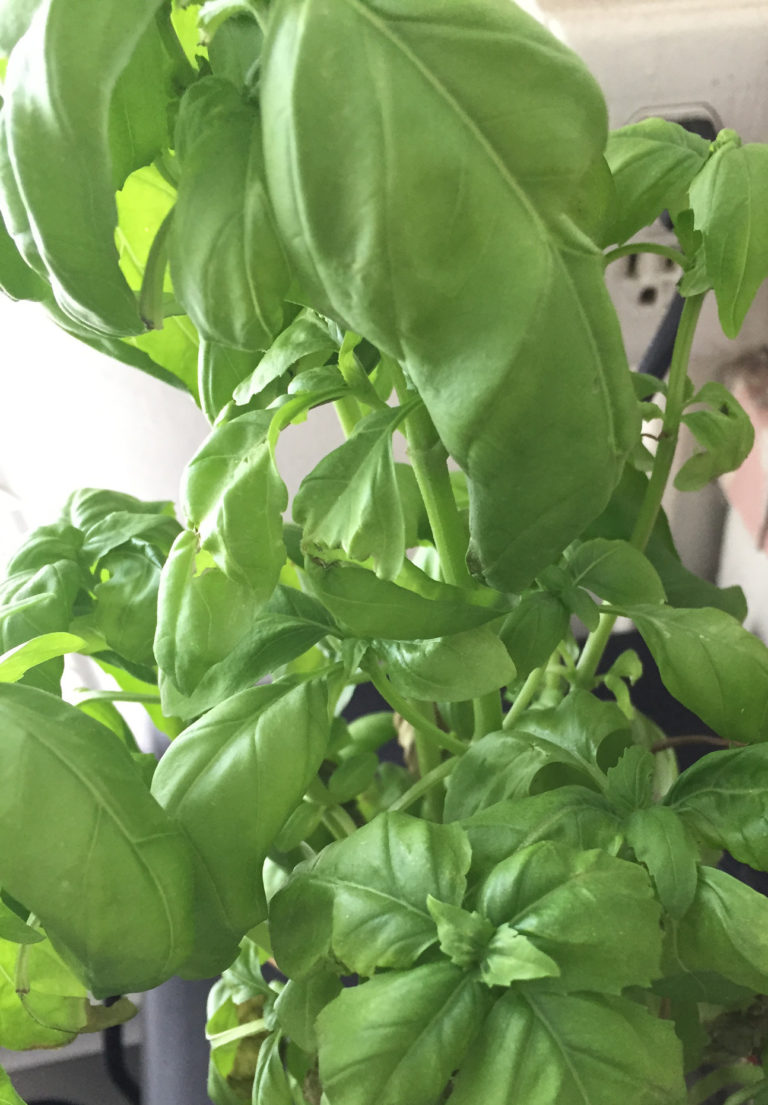 Growing Basil, Oregano, and Thyme in an Indoor Container Garden - Those ...