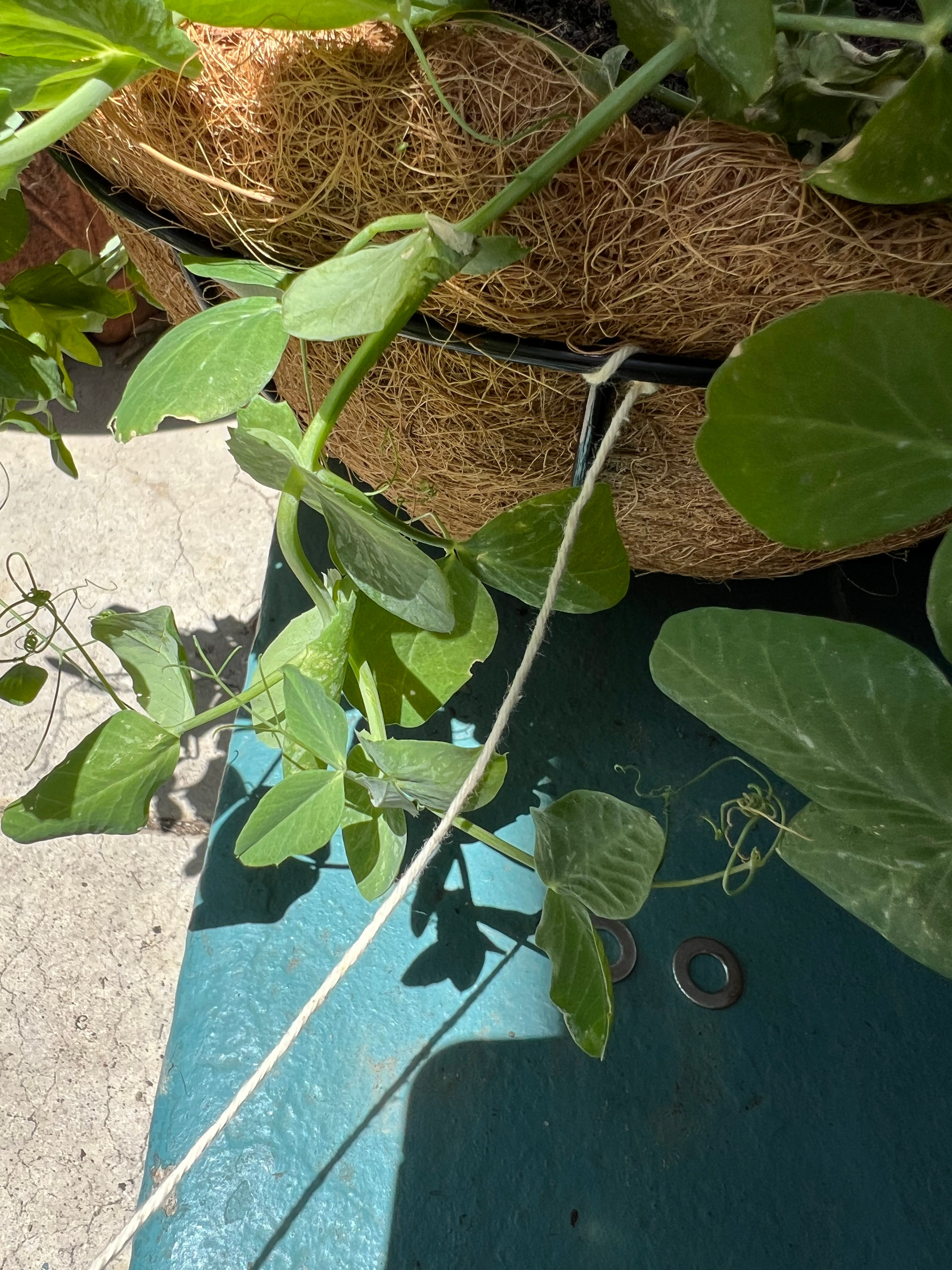 Growing Sugar Snap Peas in a Hanging Basket - Those Someday Goals